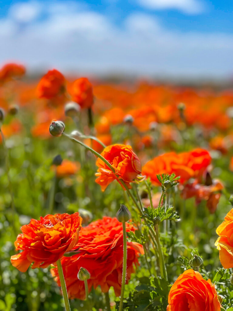 Southern California Spring Break Ideas | Things to do in Carlsbad | The ...
