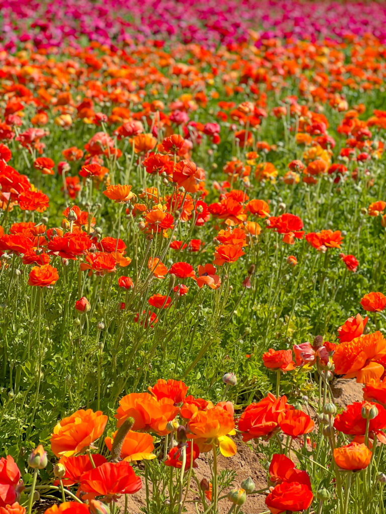 Southern California Spring Break Ideas | Things to do in Carlsbad | The ...